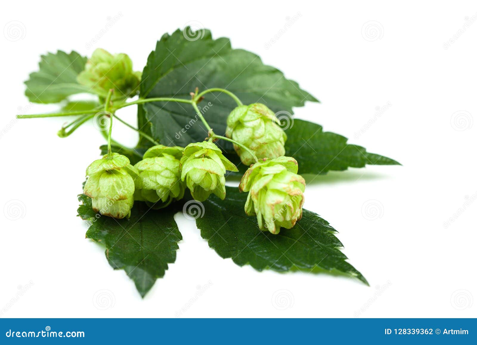 Green Hop with Leaves on White Background Stock Photo - Image of leaves ...