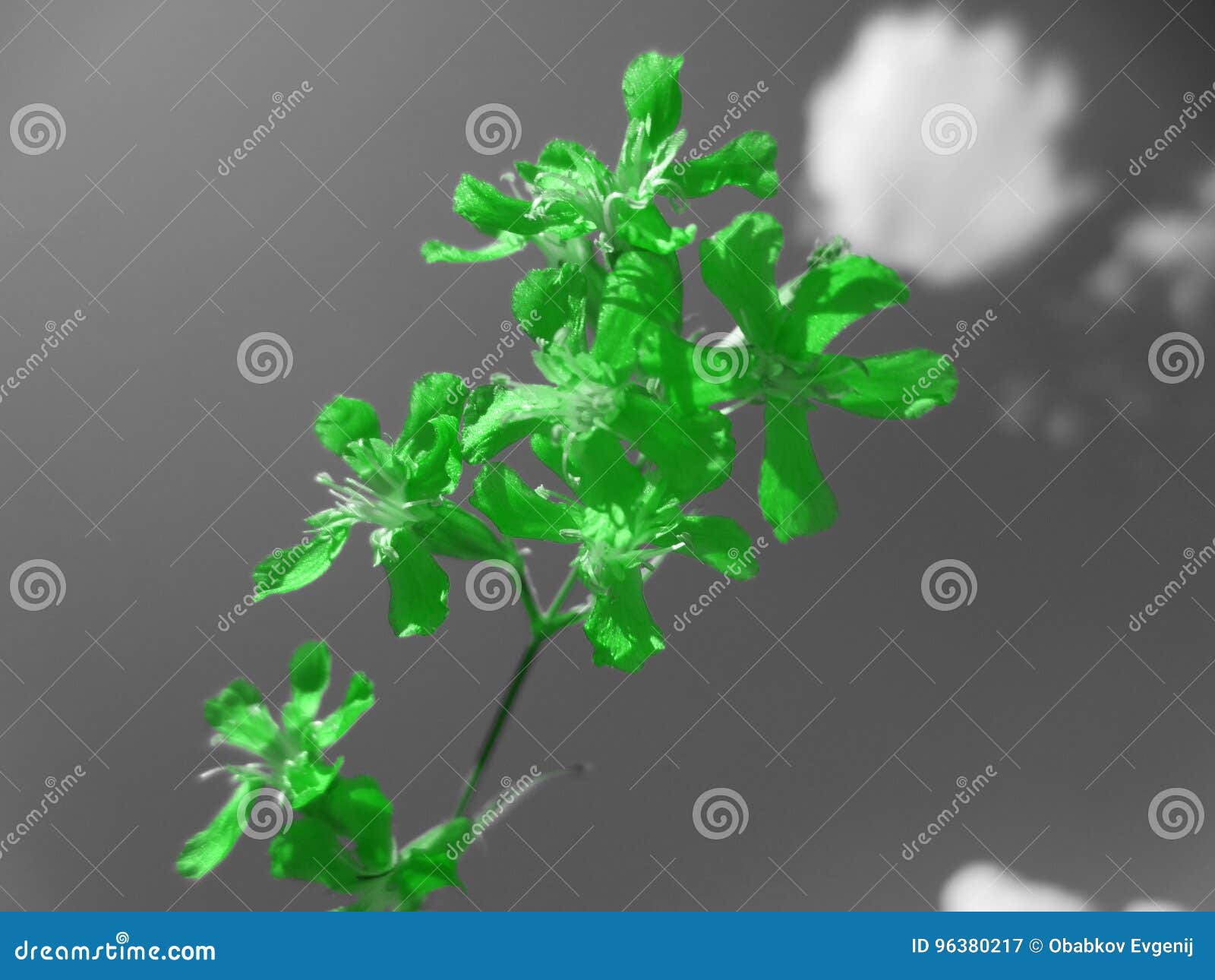 Green hope stock image. Image of mushrooms, plants, hope - 96380217