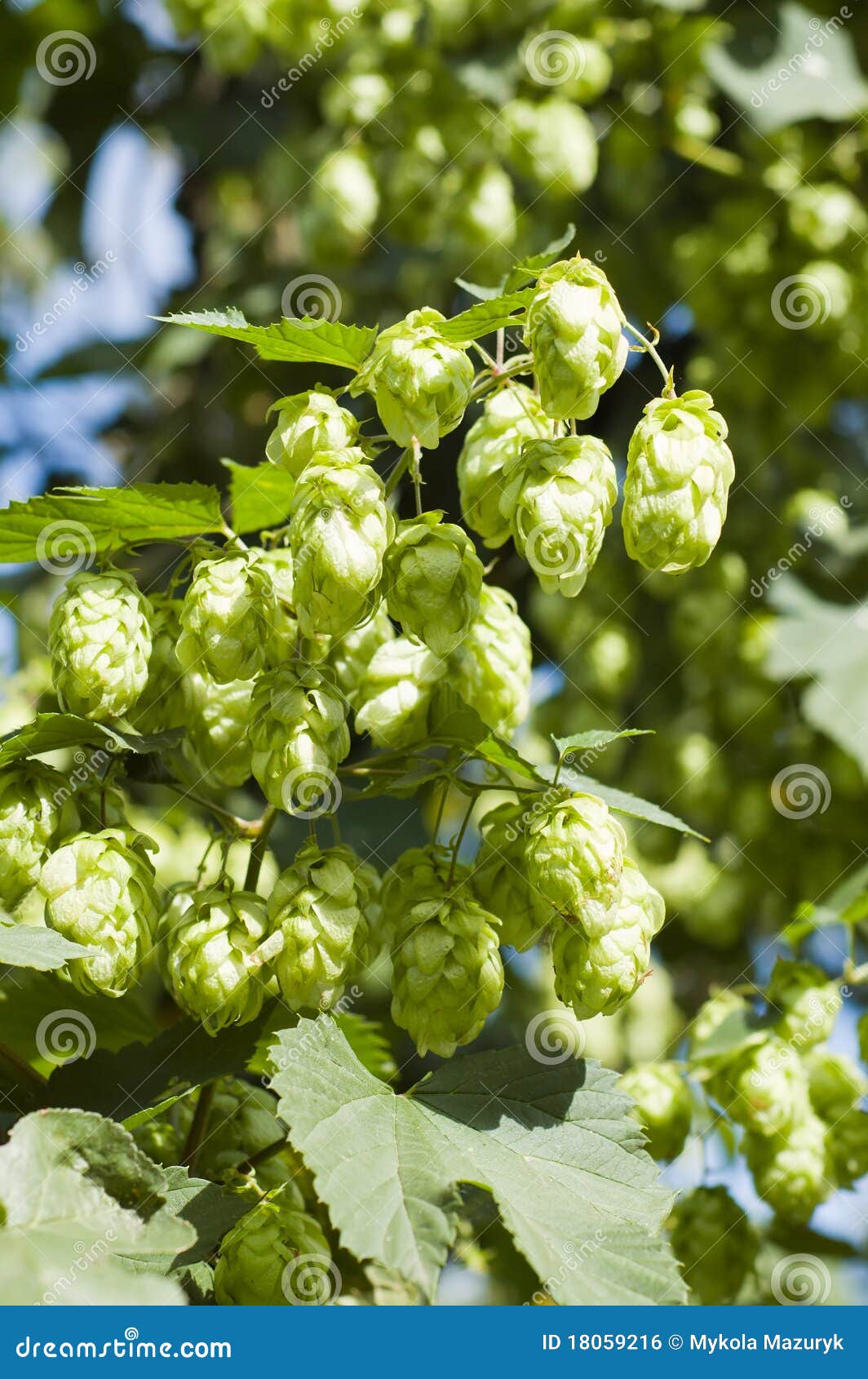 Green hops stock photo. Image of herbal, food, ferment - 18059216