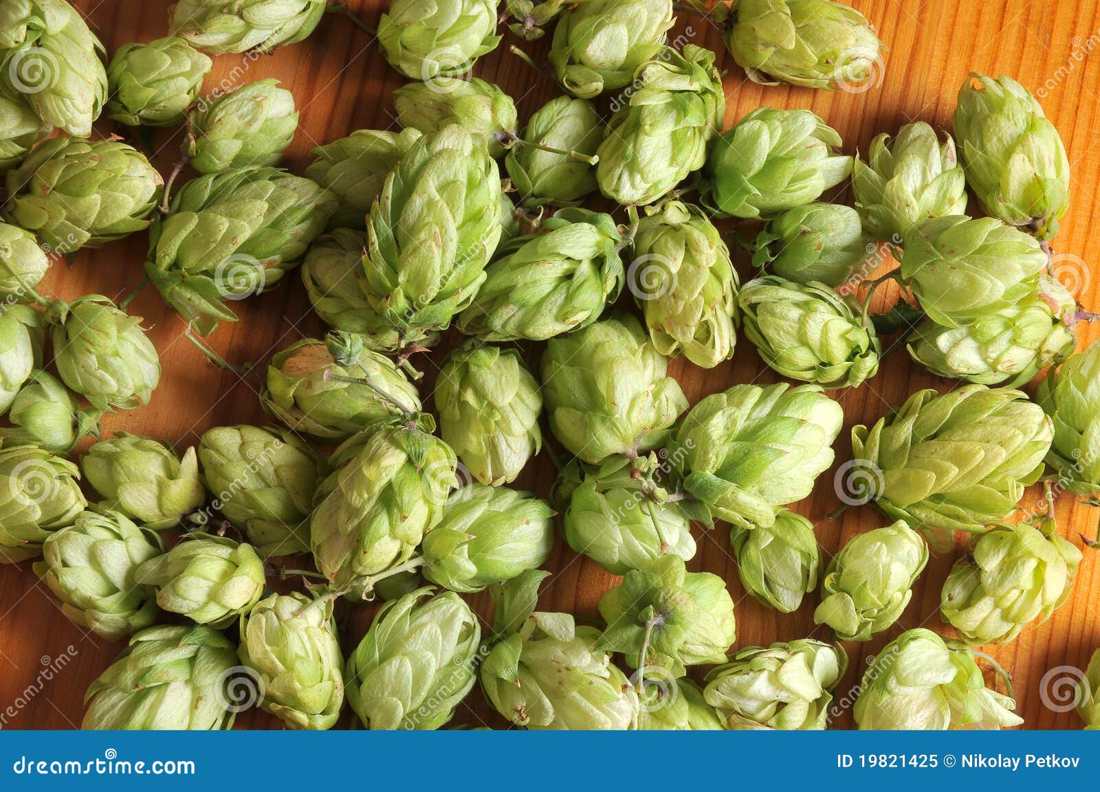 Green hops stock image. Image of grain, close, green - 19821425