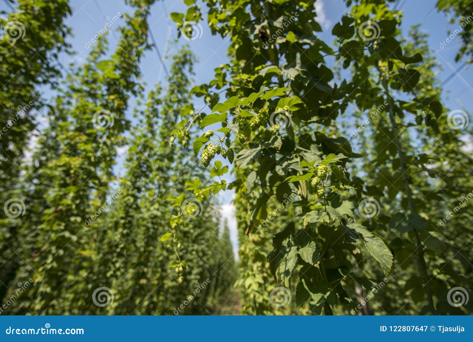 Green fields of hops stock image. Image of bitter, countryside - 122807647