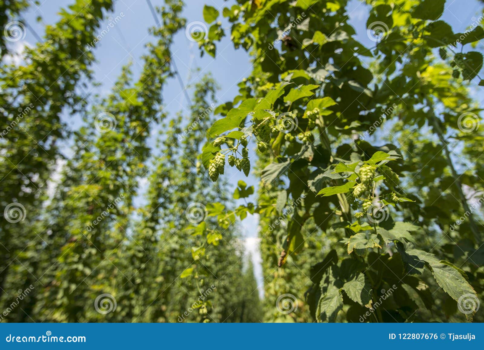 Green fields of hops stock photo. Image of craft, agriculture - 122807676