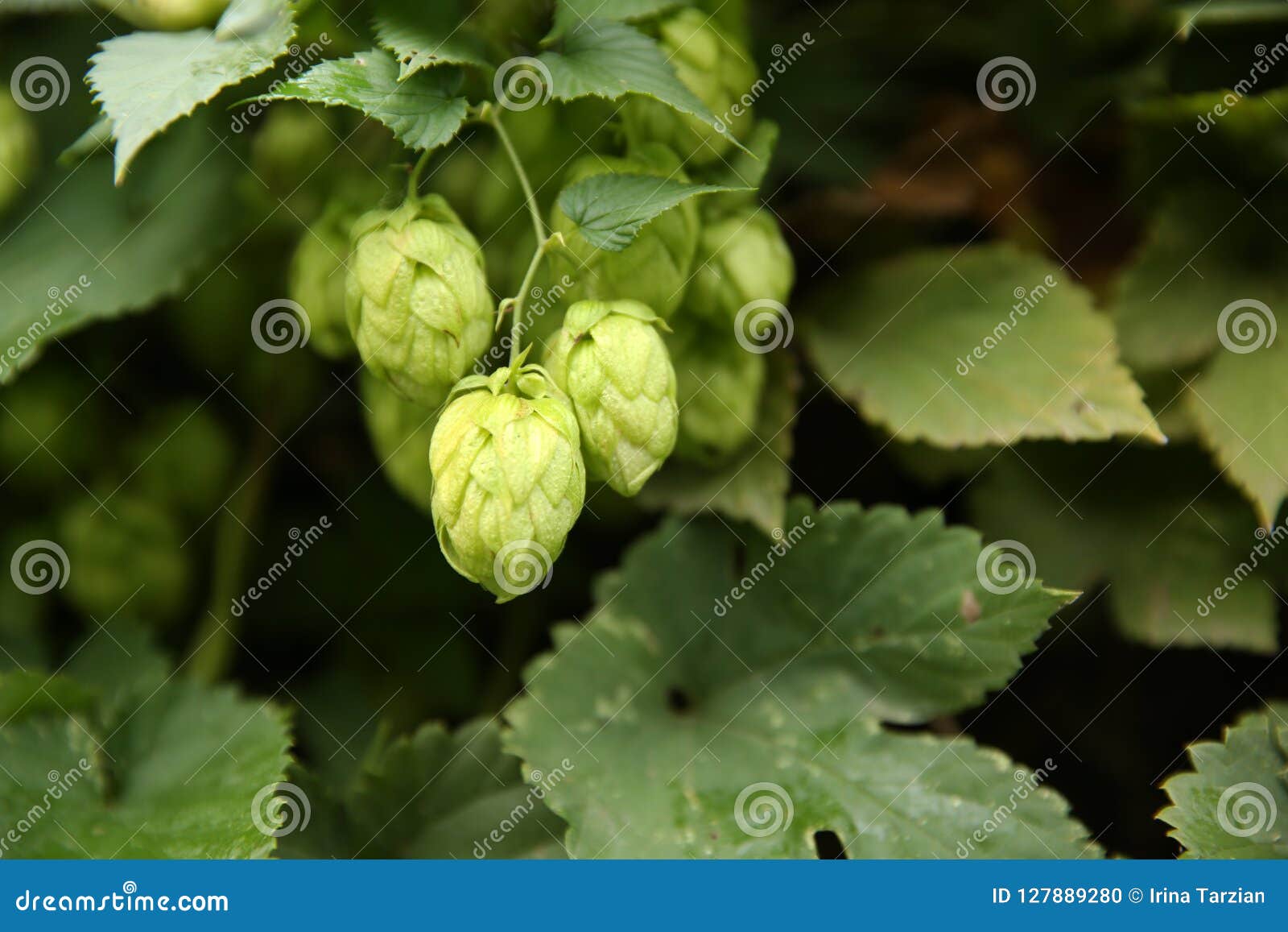 Green Hops in a Natural Environment Stock Photo - Image of ingredient ...