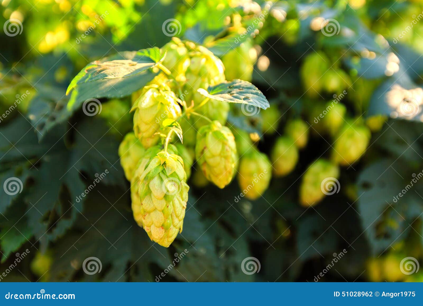 Green hops stock photo. Image of brewery, growth, farm - 51028962
