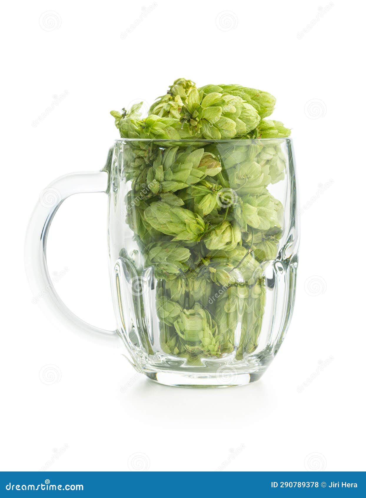 Green Hops Crop in Beer Glass Isolated on White Background Stock Photo ...
