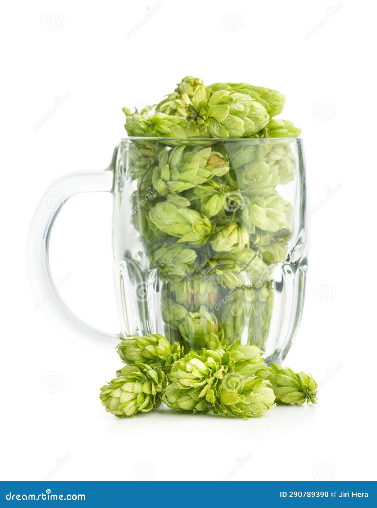 Green Hops Crop in Beer Glass Isolated on White Background Stock Photo ...