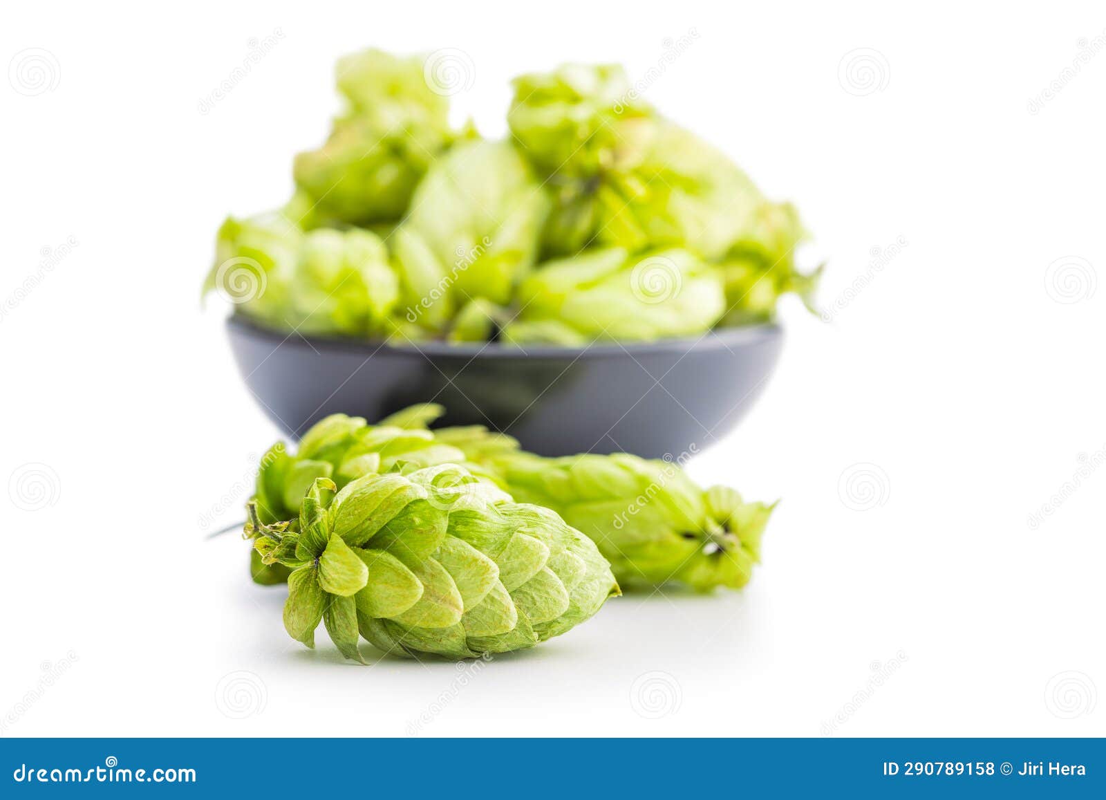 Green Hops Crop Isolated on White Background Stock Photo - Image of ...
