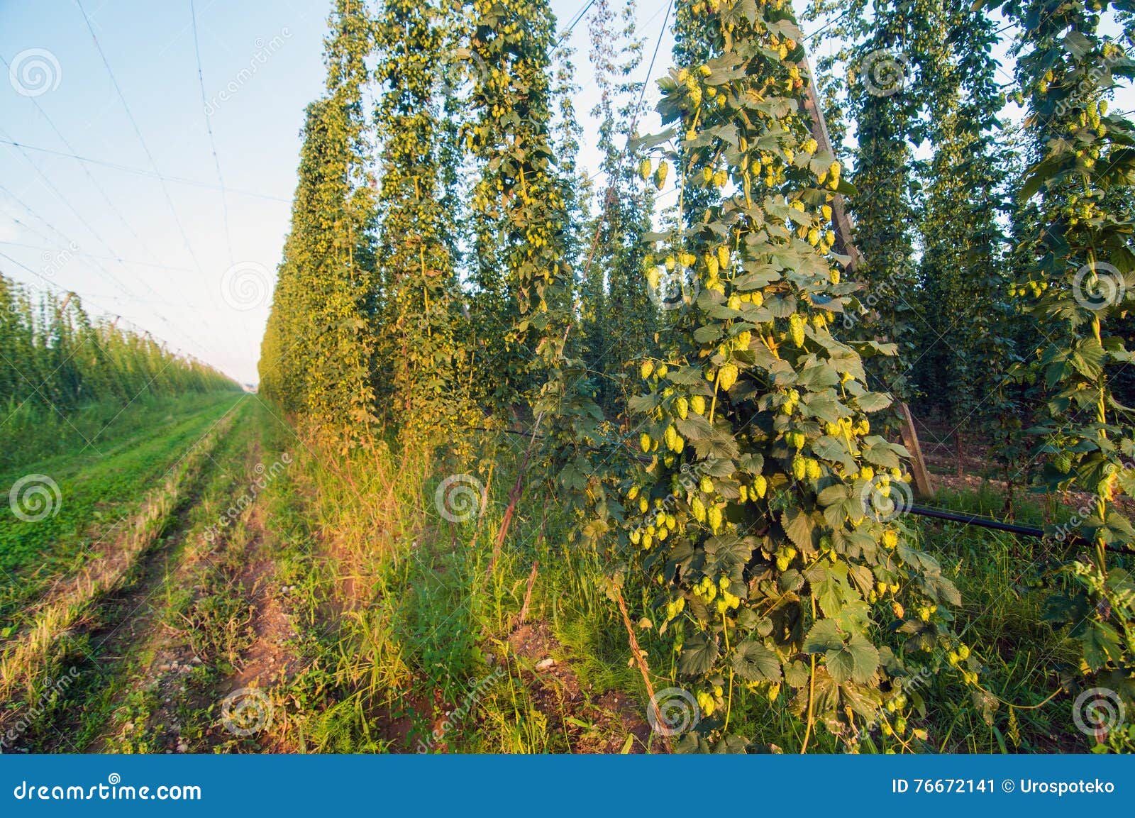 Green hops field stock image. Image of nature, industry - 76672141