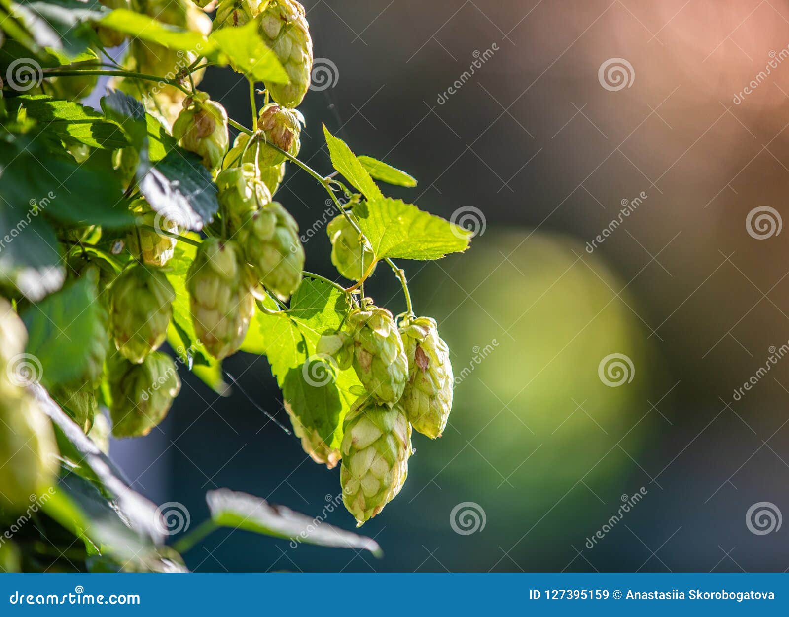 Green Hops in the Garden in the Morning Light with Beautiful Bokeh ...