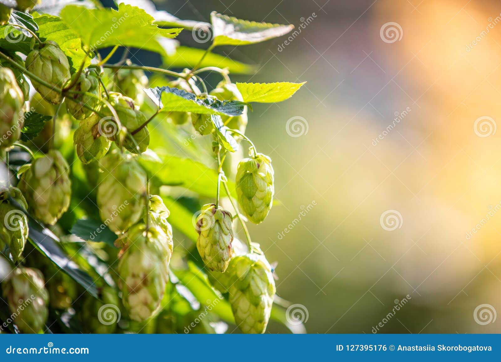 Green Hops in the Garden in the Morning Light with Beautiful Bokeh ...
