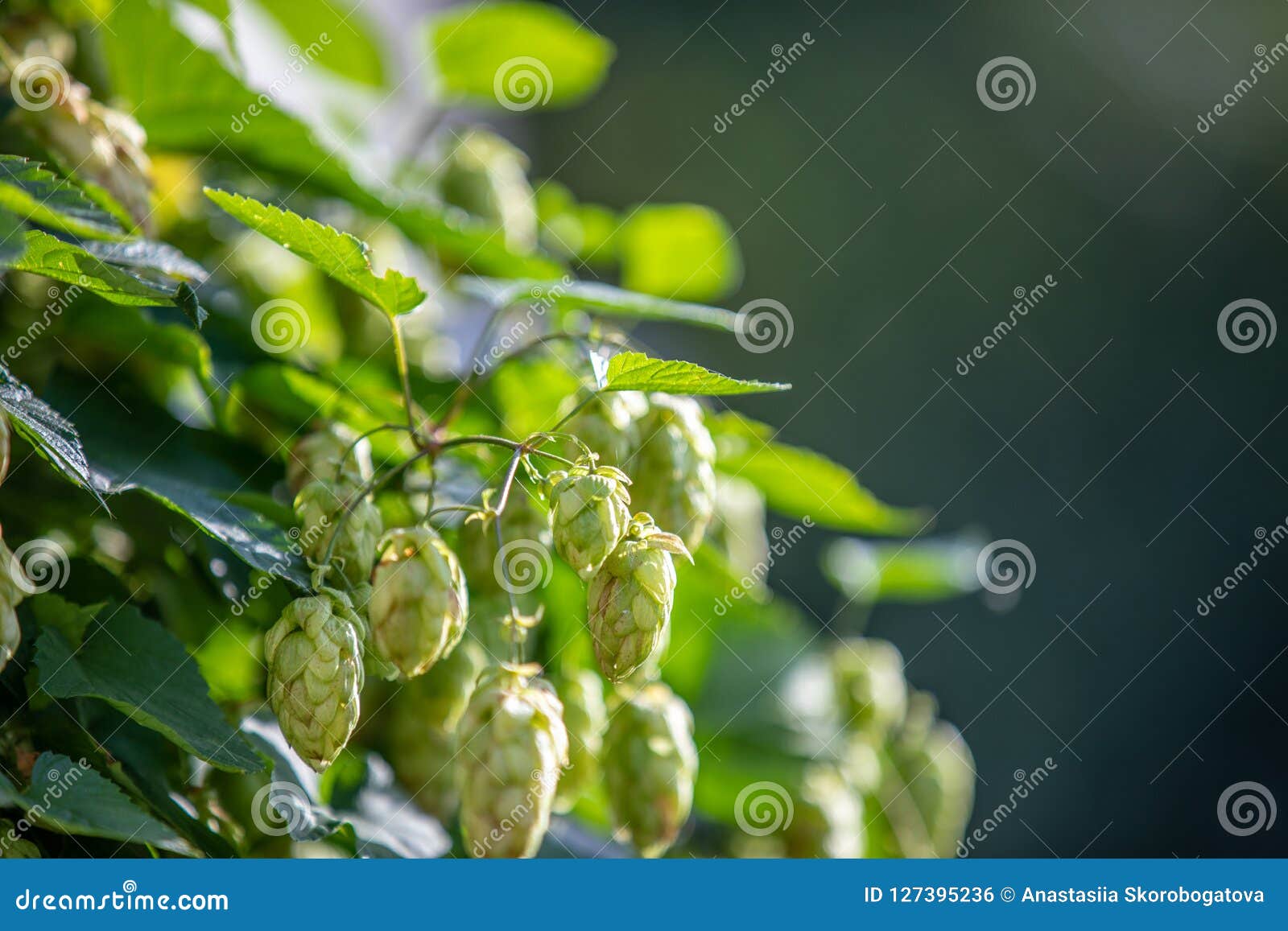Green Hops in the Garden in the Morning Light with Beautiful Bokeh ...
