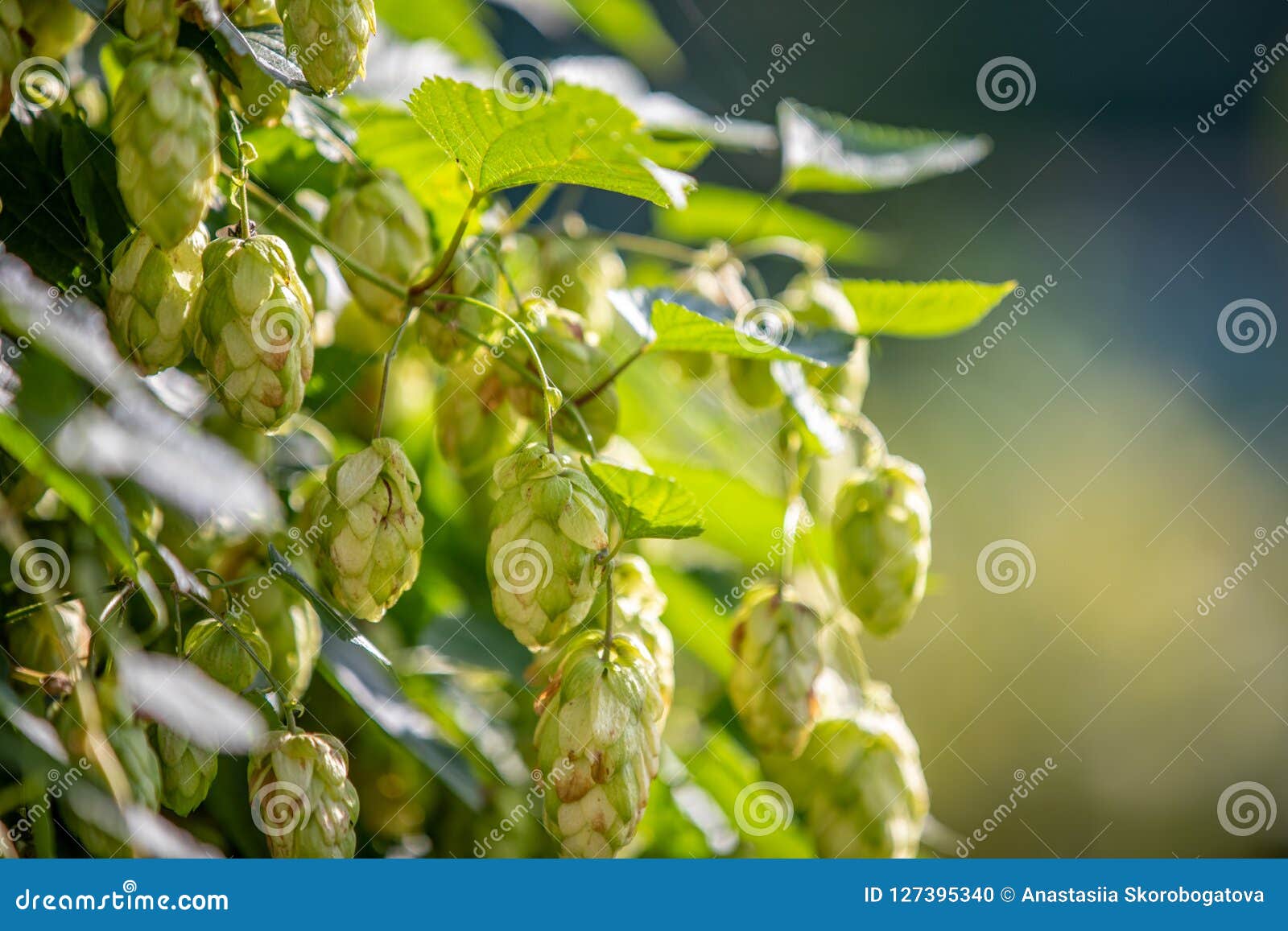 Green Hops in the Garden in the Morning Light with Beautiful Bokeh ...