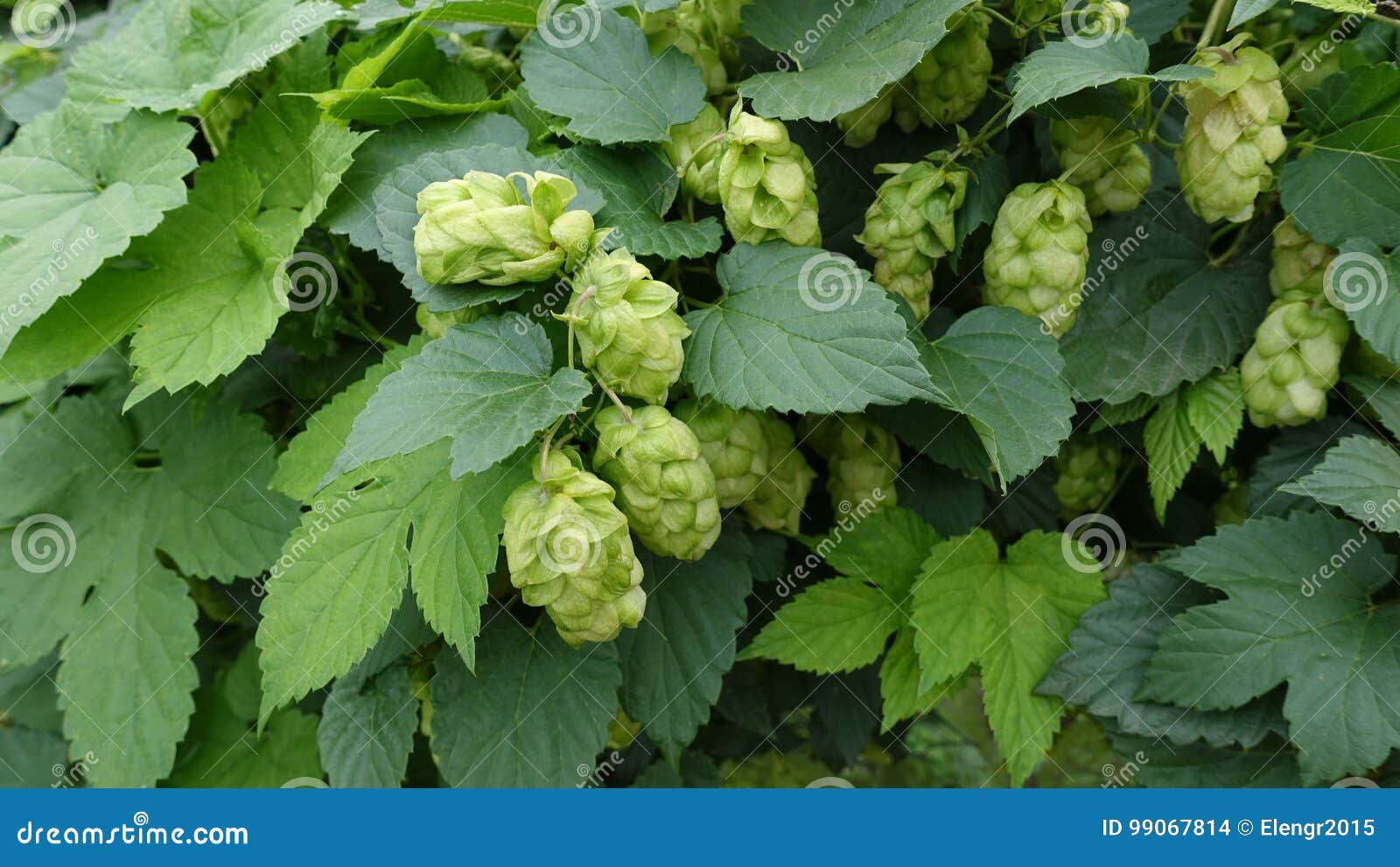 Green Hops. Harvest of Hops Stock Photo - Image of bitter, brewery ...