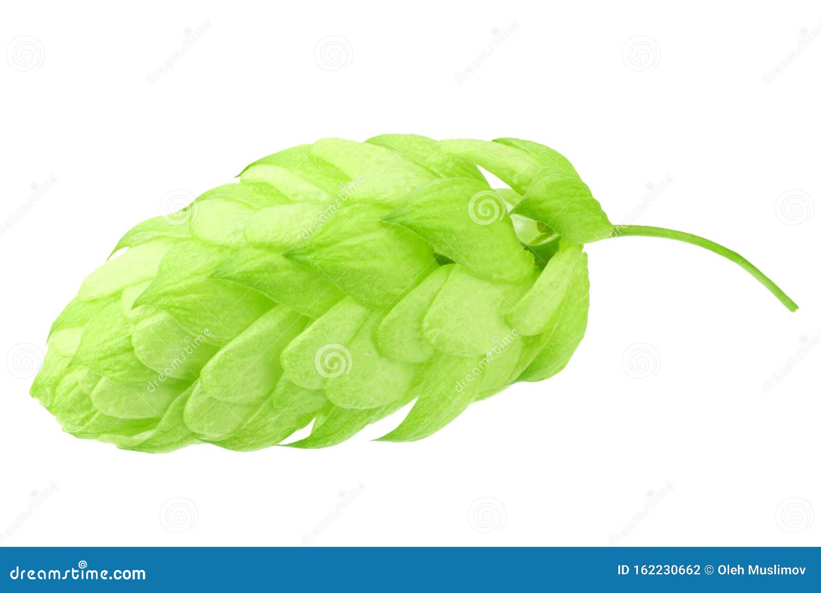 Green Hops Isolated on a White Background Stock Photo - Image of hops ...
