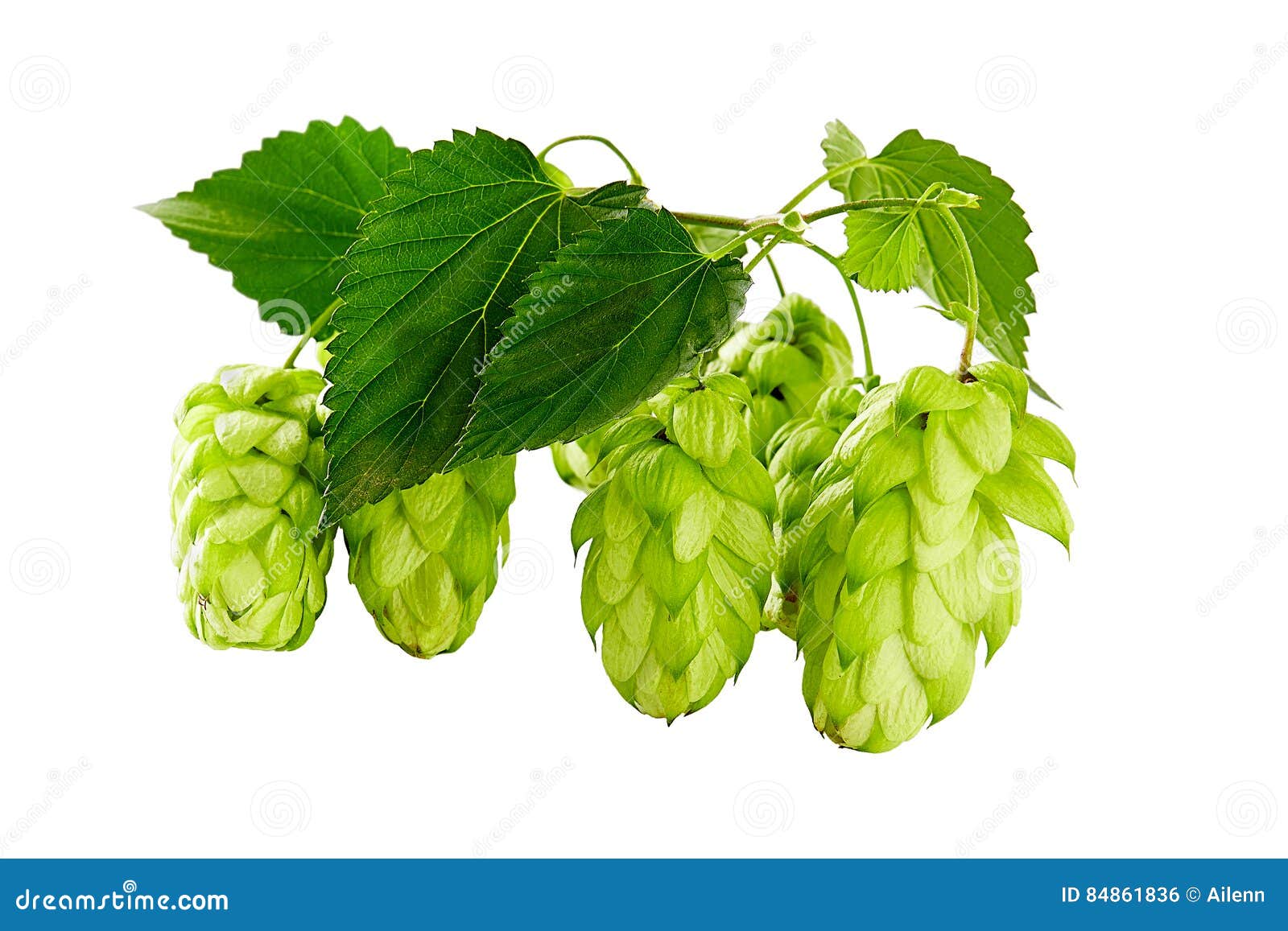 Hops Isolated. Branch, Twig, Green Leaves And Hop Cone Cut Out On White ...