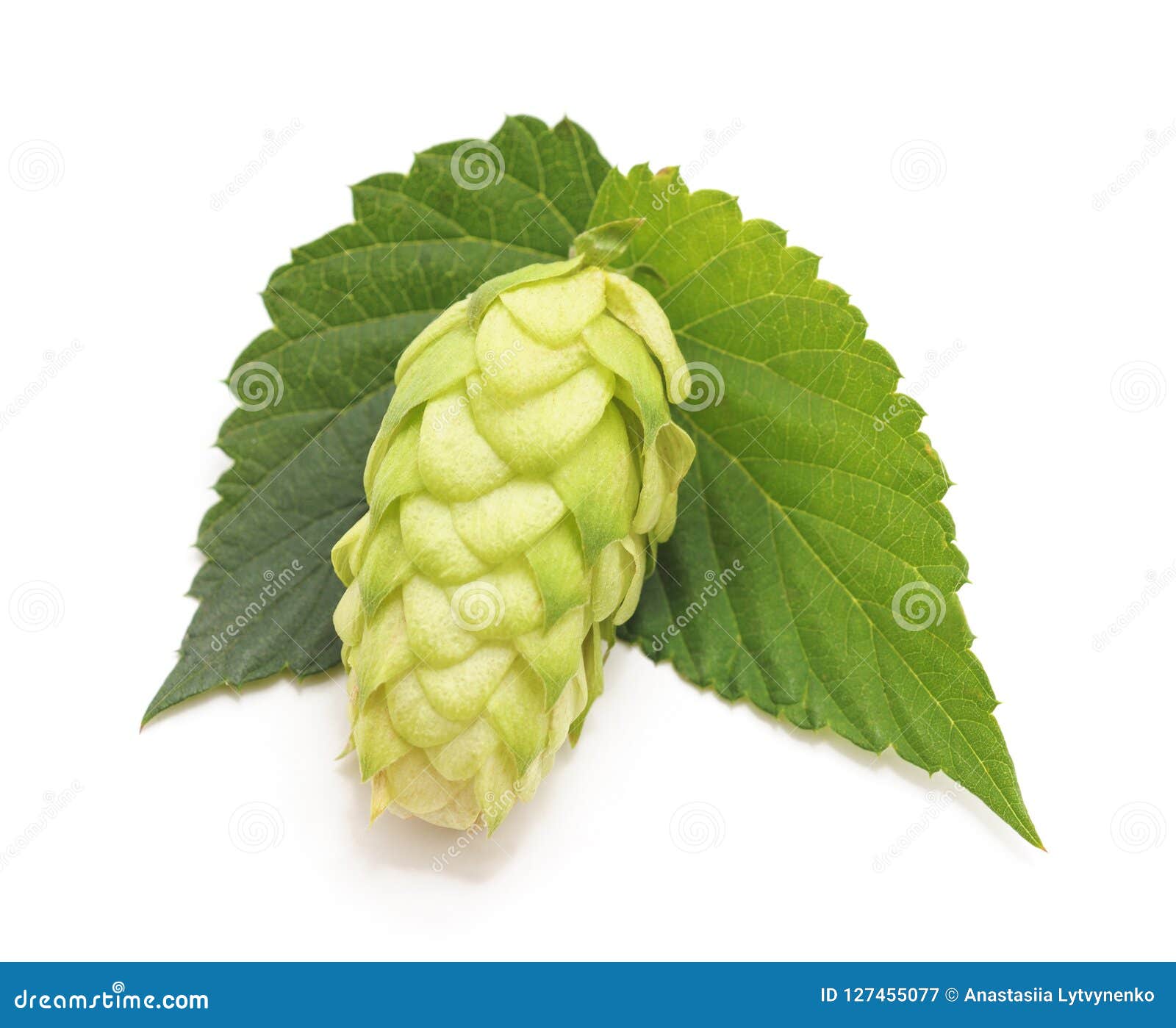 Green hops with leaves. stock image. Image of growth - 127455077
