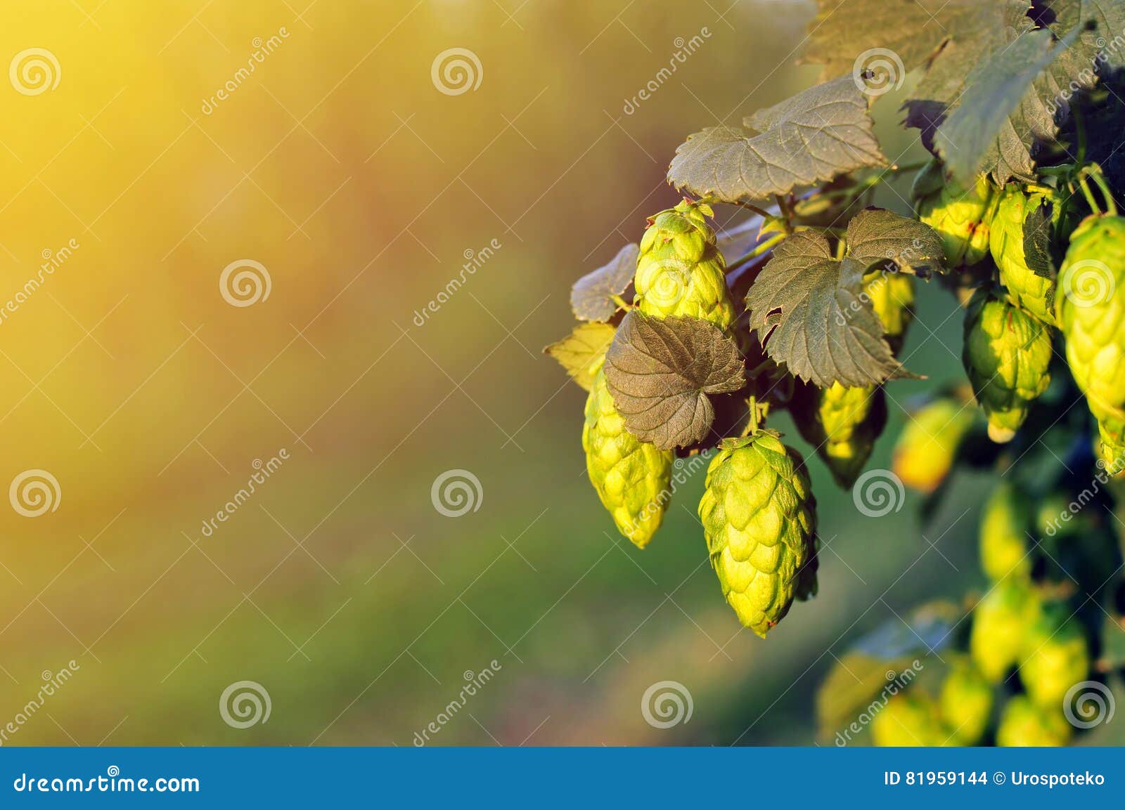 Green Hops, Lit by Warm Sun Light Stock Photo - Image of cannabaceae ...