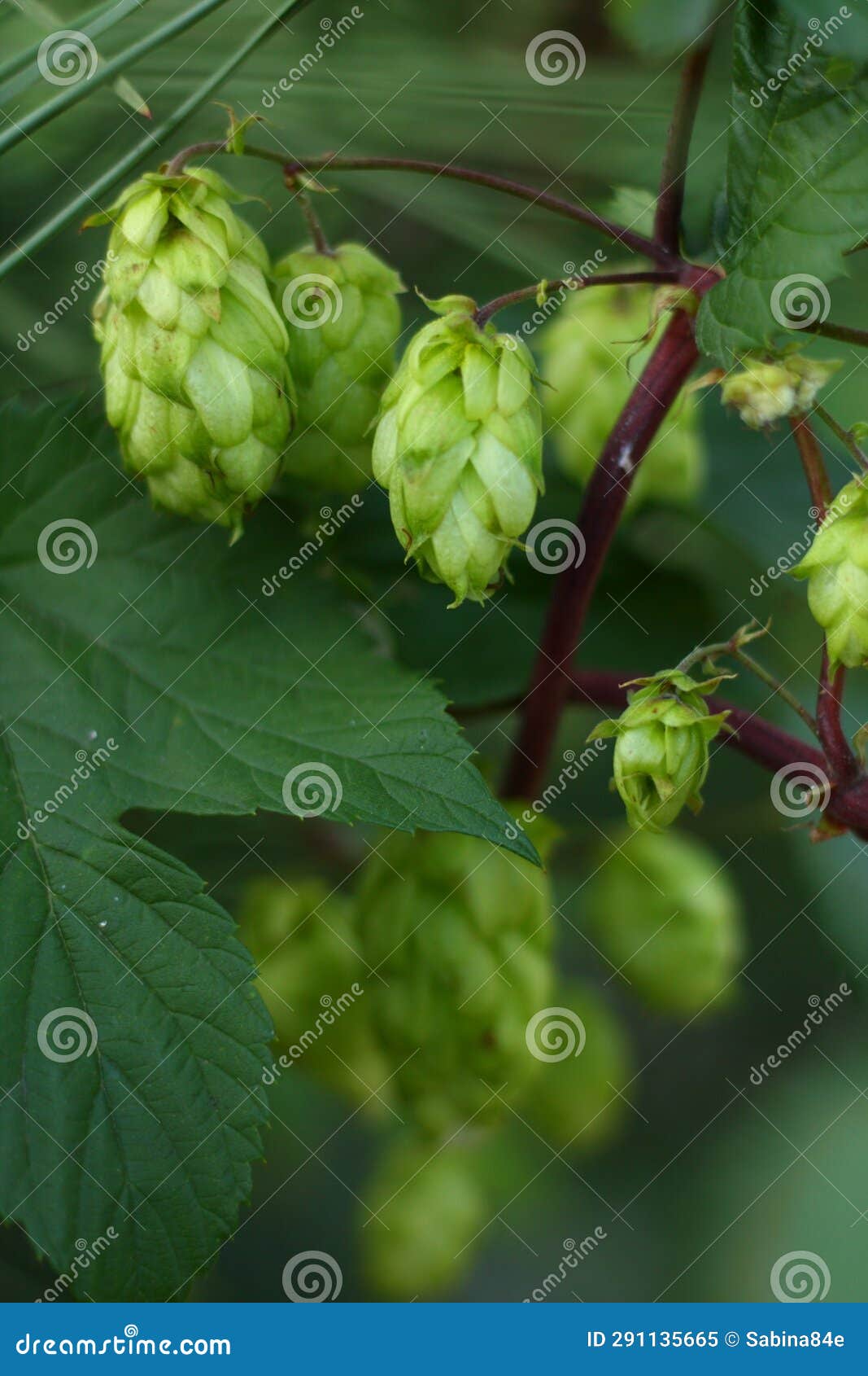 Green hops plants stock image. Image of berry, tree - 291135665