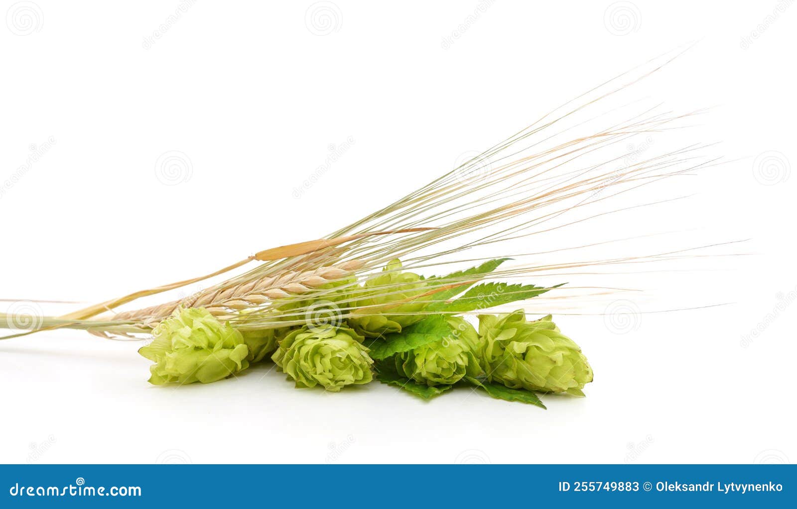 Green hops and spikelets stock image. Image of farming - 255749883