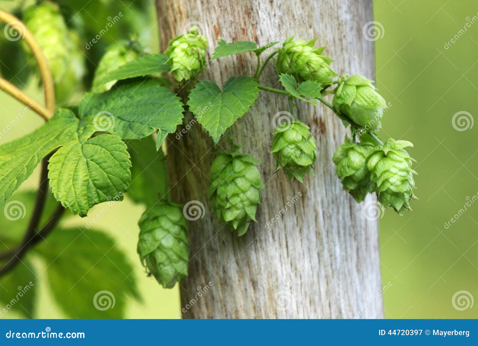 Green Hops is Used As an Ingredient of Beer Stock Image - Image of hops ...
