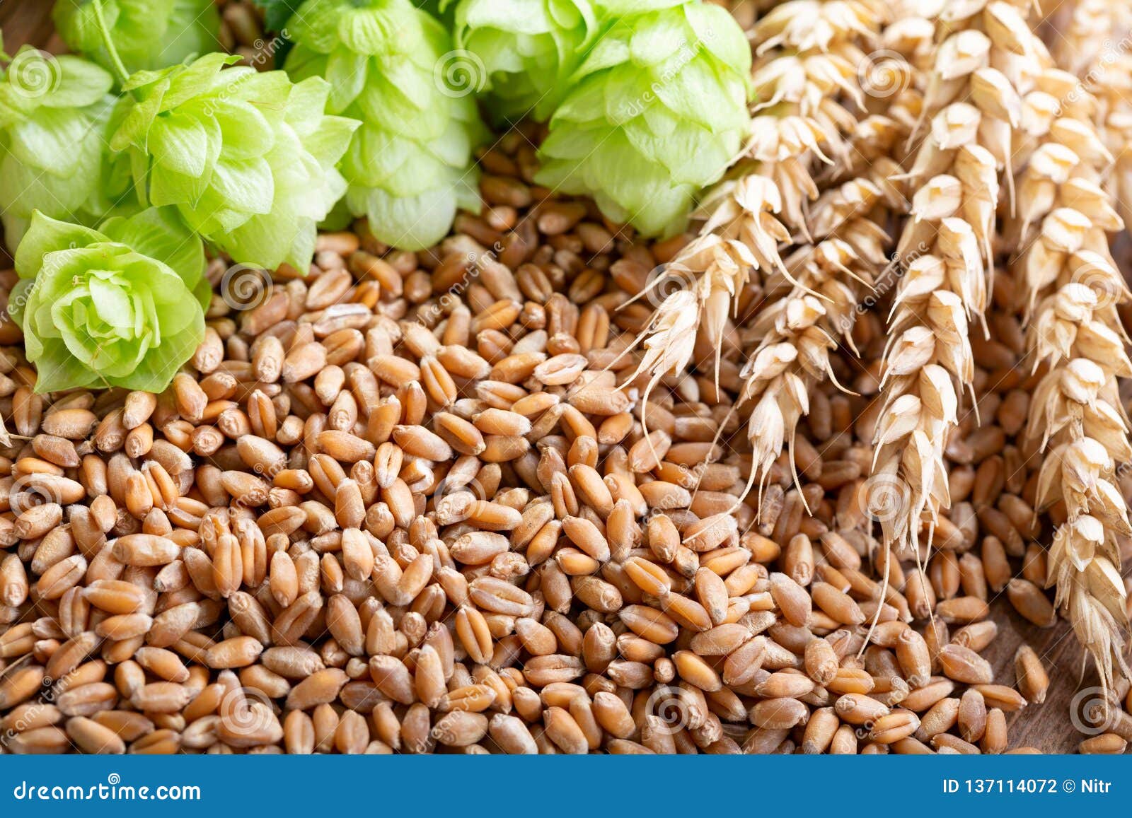 Green Hops Field. Fully Grown Hop Bines. Hops Field In Bavaria Germany ...