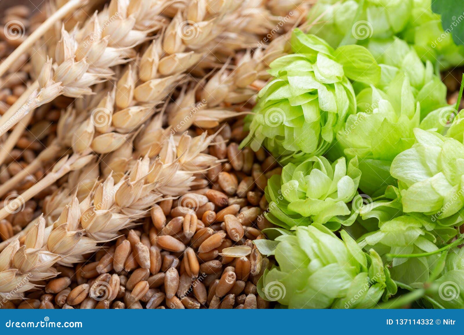 Green Hops, Wheat Ears and Grains Stock Photo - Image of vegetation ...