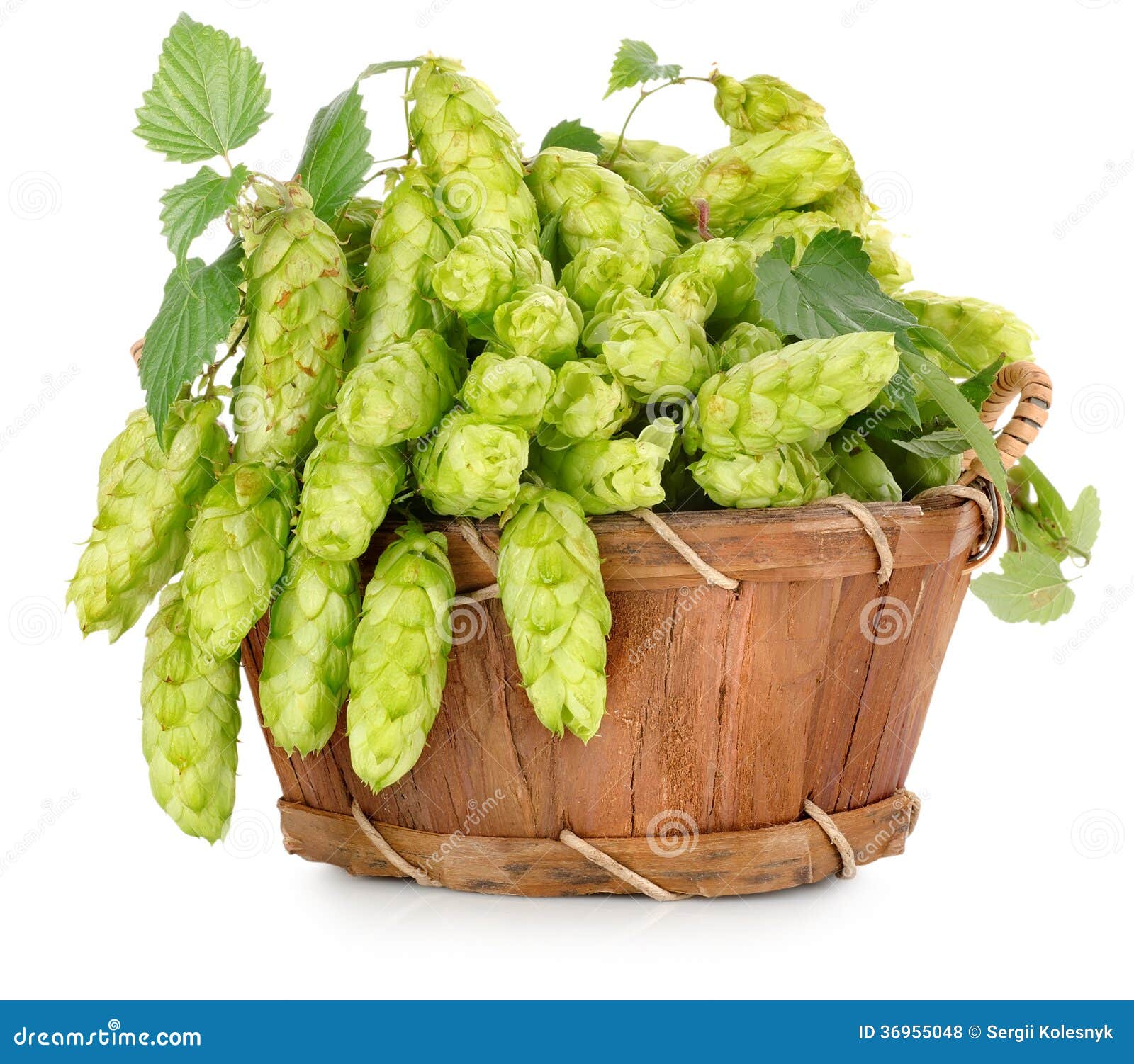 Green Hops in a Wooden Basket Stock Photo - Image of hops, brewery ...