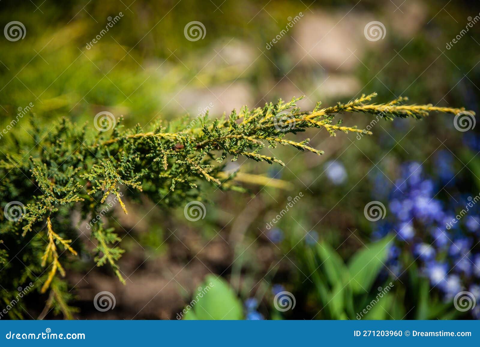 Green Horizontal Bush of Cossack Juniper Stock Photo - Image of park ...