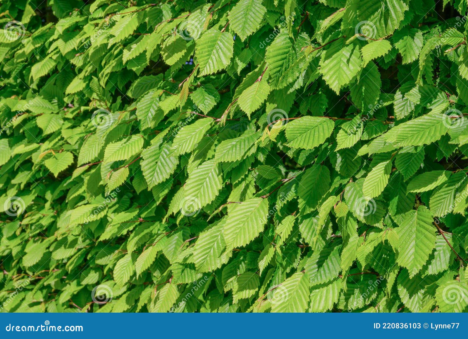 Common hornbeam hedge stock image. Image of organic - 220836103