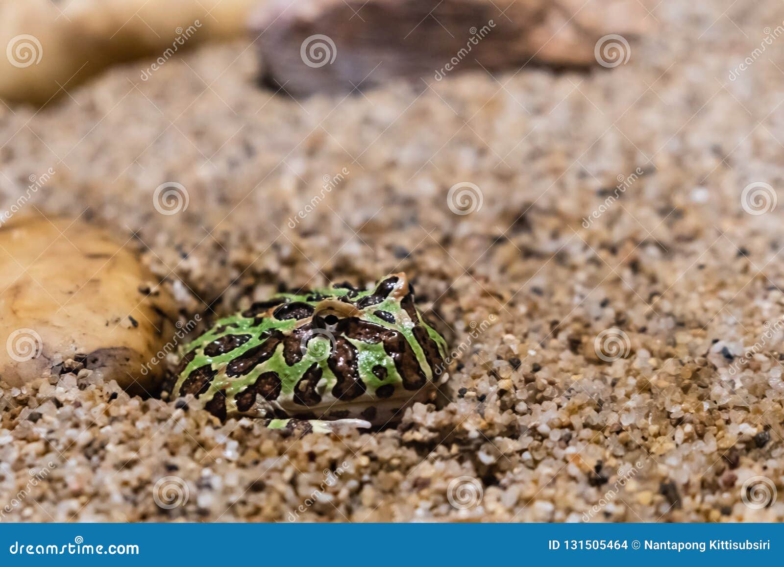 Green Horned Frog Camouflage by Digging into Sand Stock Photo - Image ...