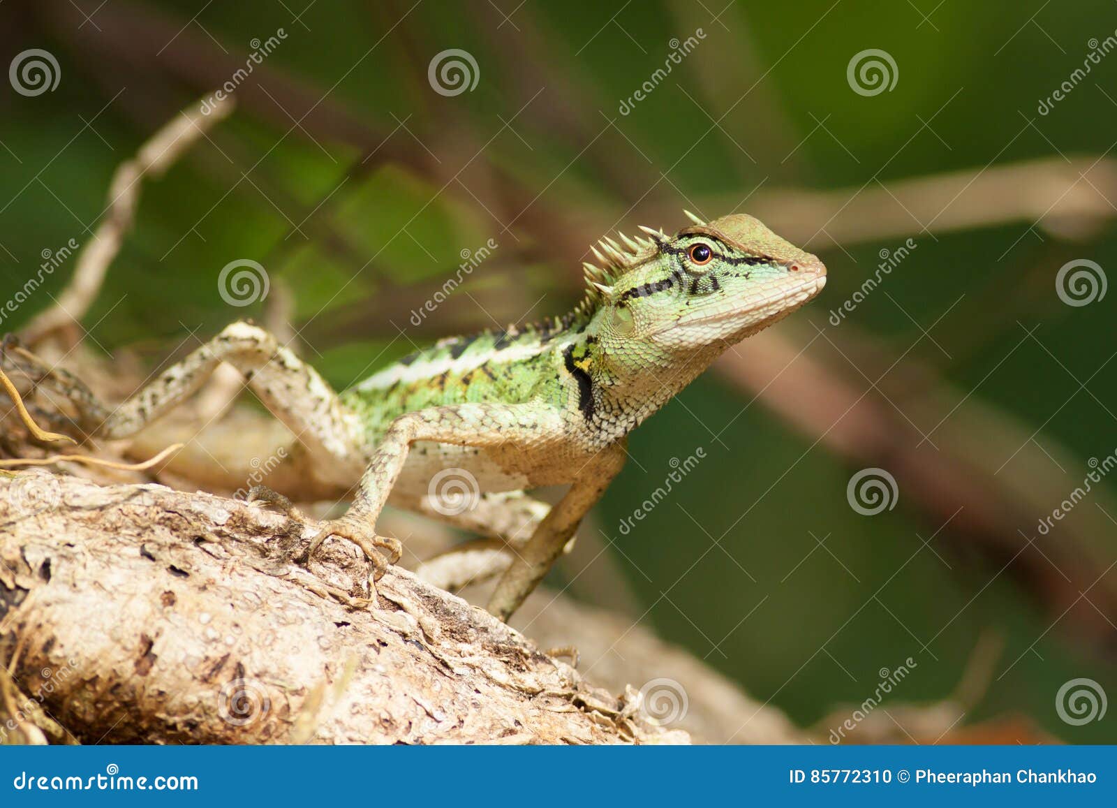 Green Horned Lizard on Tree Stick Stock Photo - Image of wild, forest ...