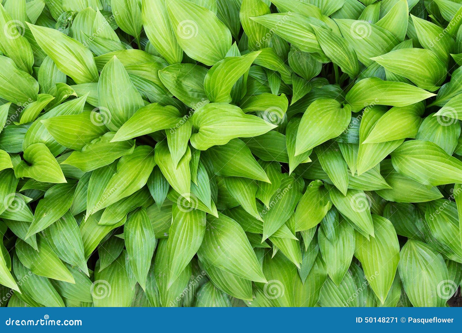 Green hosta leaves stock image. Image of purity, closeup - 50148271