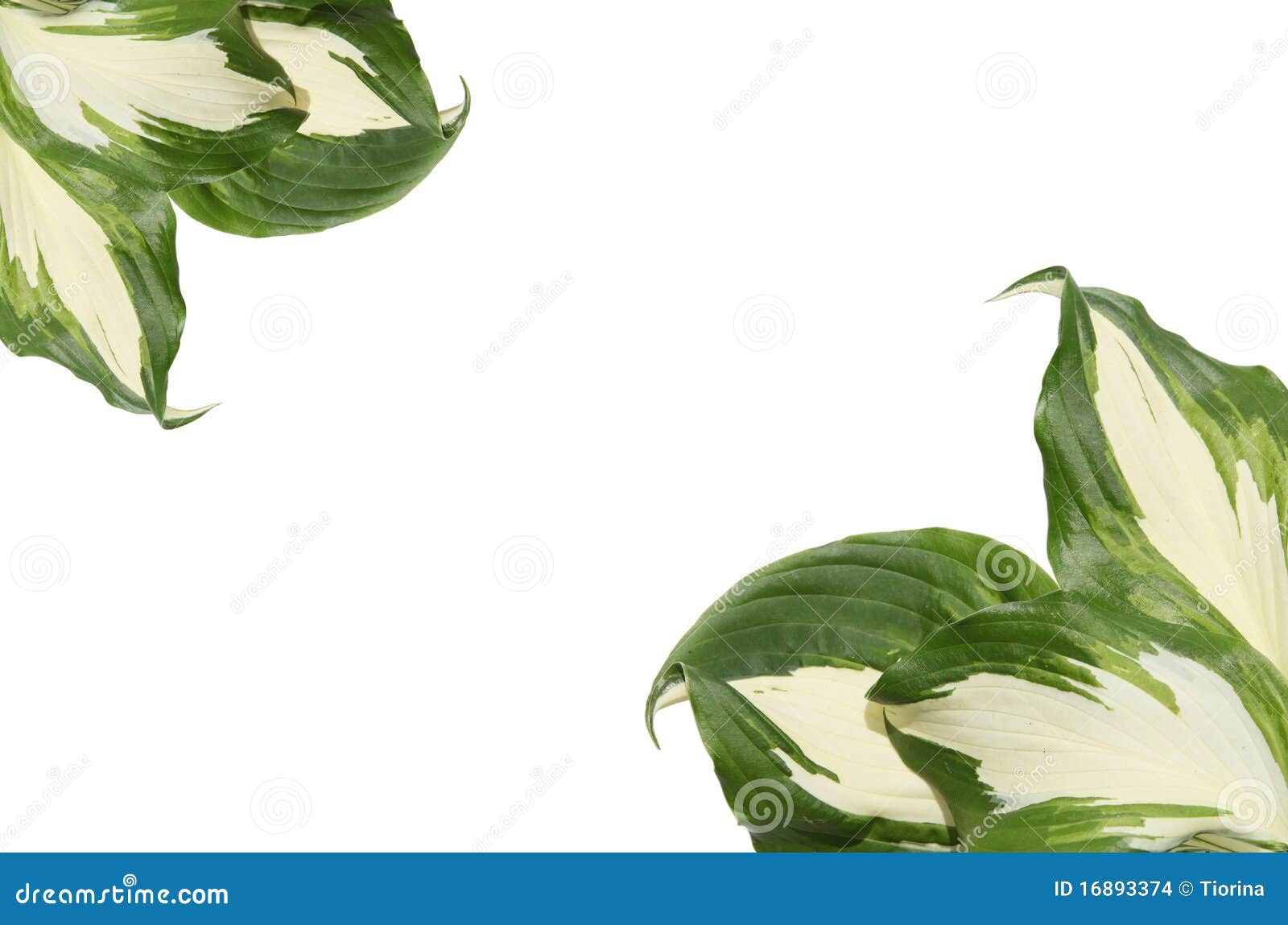 Green Hosta Leaves on White Background Stock Photo - Image of ...