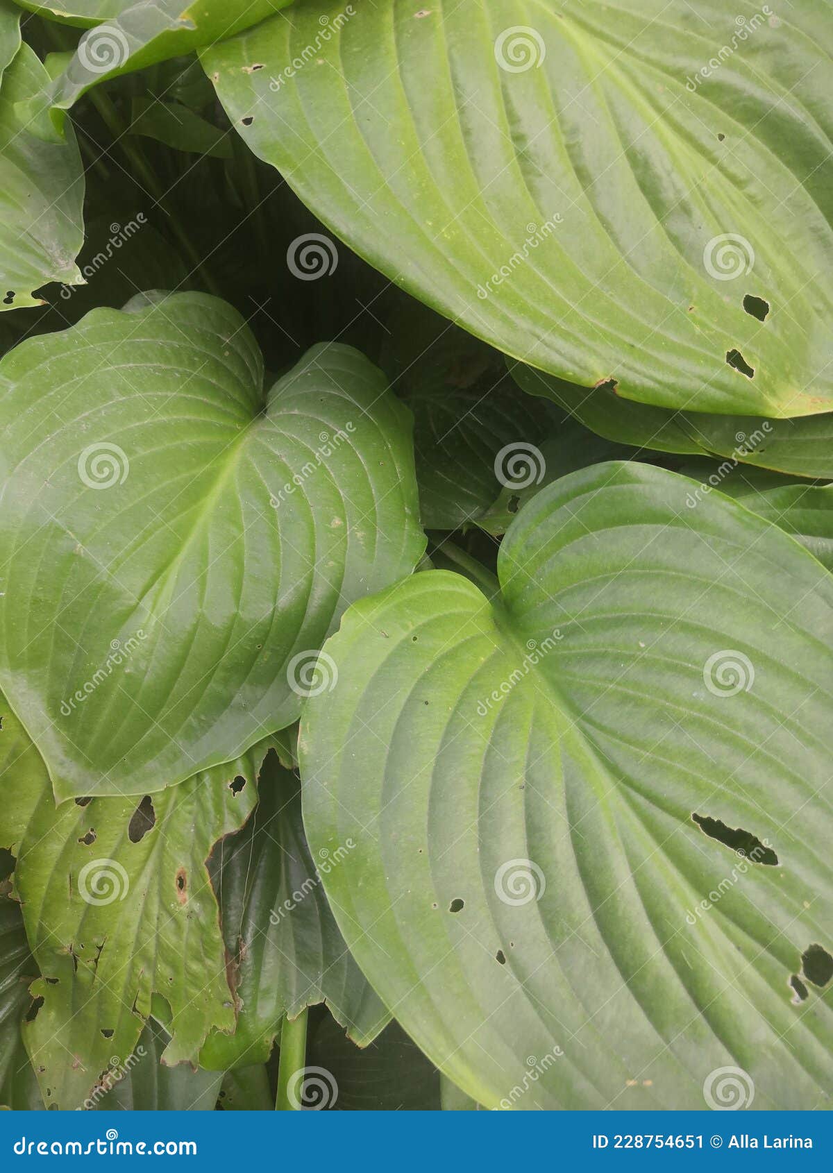 Green Hosta Macro Background in Tropical Forest Plants Stock Image ...