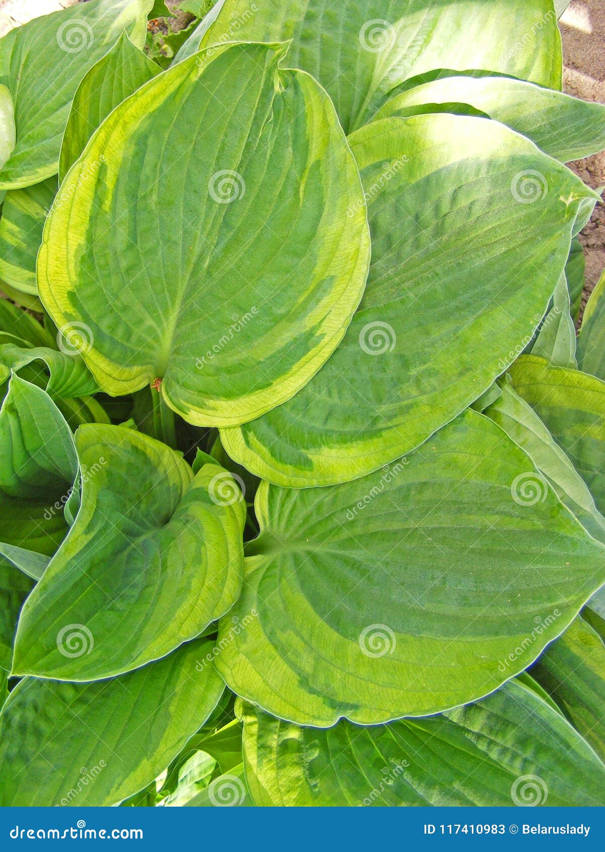 Hosta Variegata Stock Photography | CartoonDealer.com #191351894