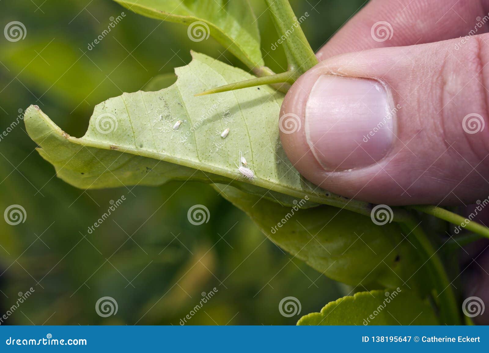Green House White Fly and Mealybug on the Underside of a Citrus Leaf ...
