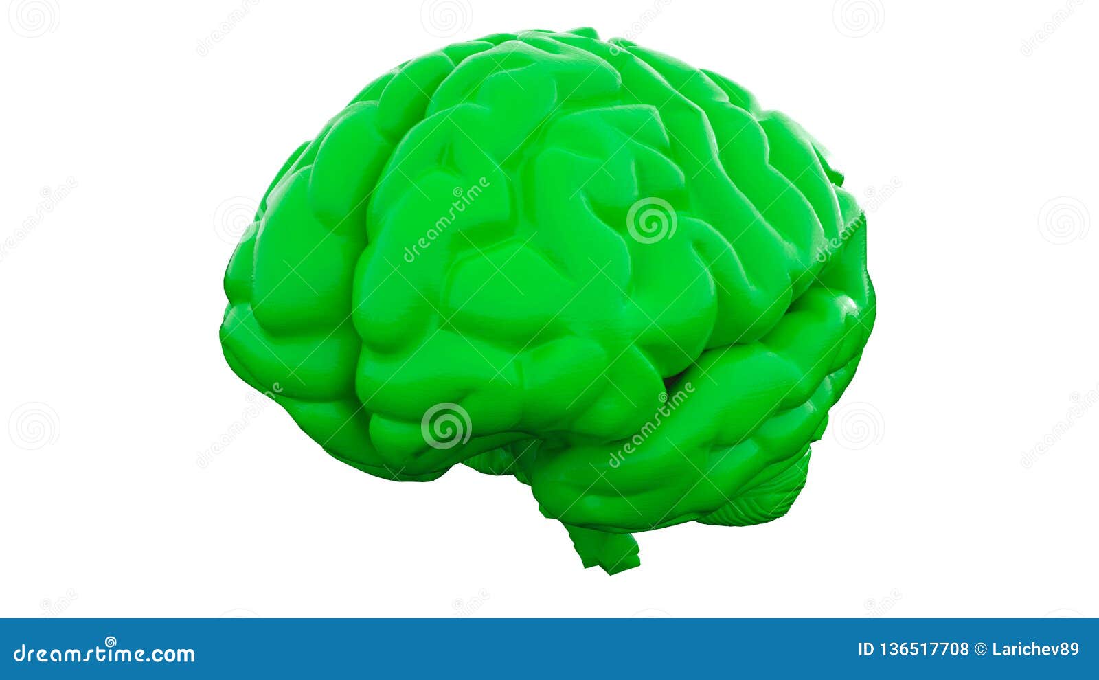 Green Human Brain on White Background. Anatomical Model, 3d ...