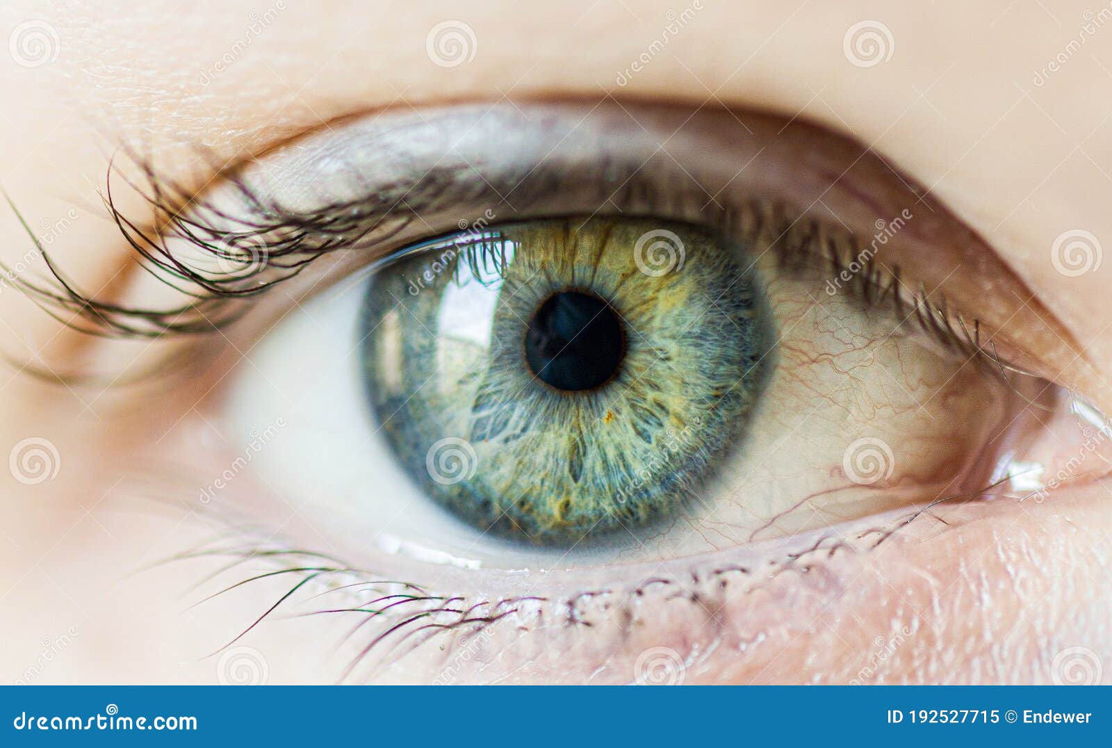 Green Human Eye. Macro Shooting Stock Image - Image of eyelash, people ...