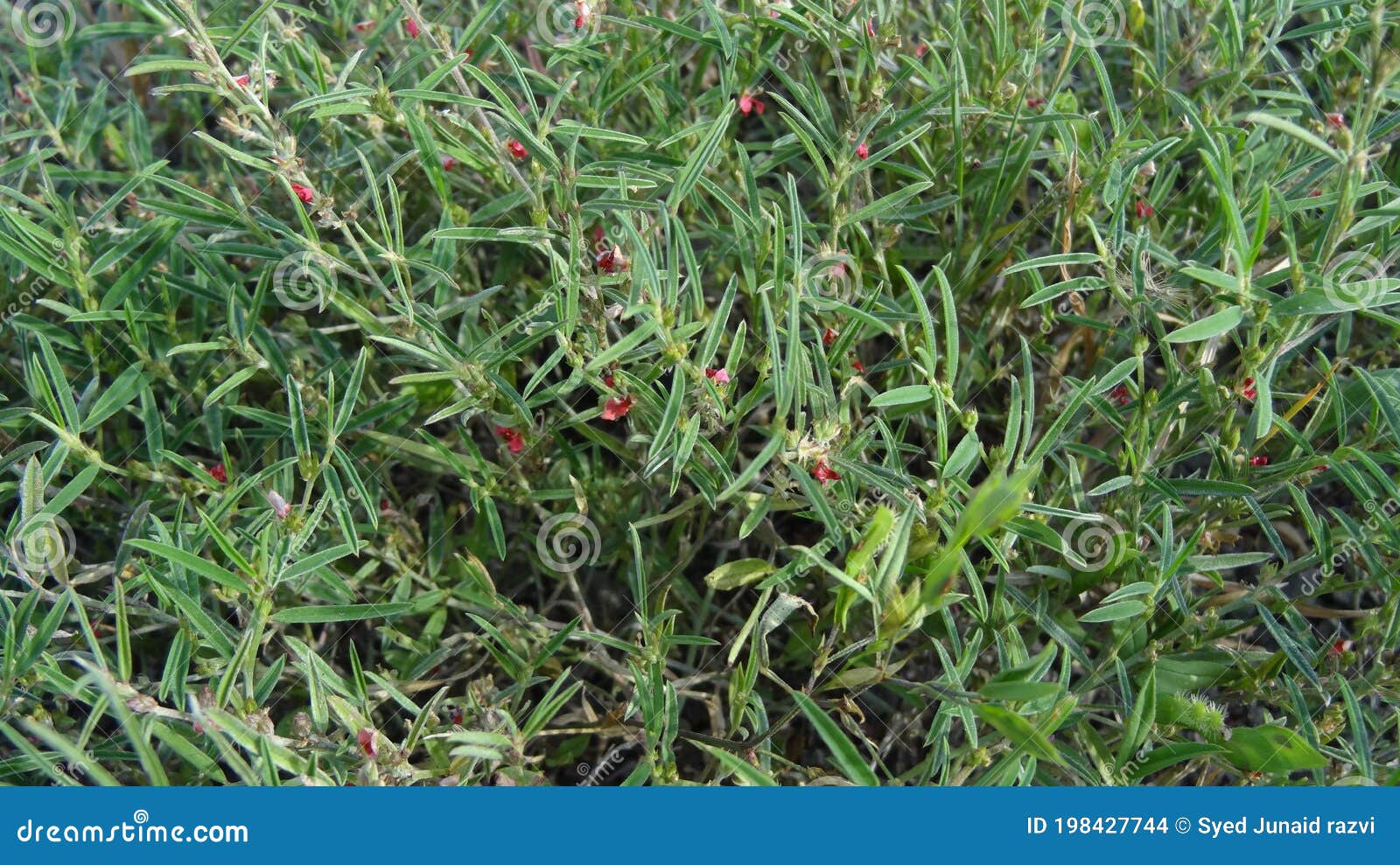 Green hurbs and shrubs stock photo. Image of branch - 198427744