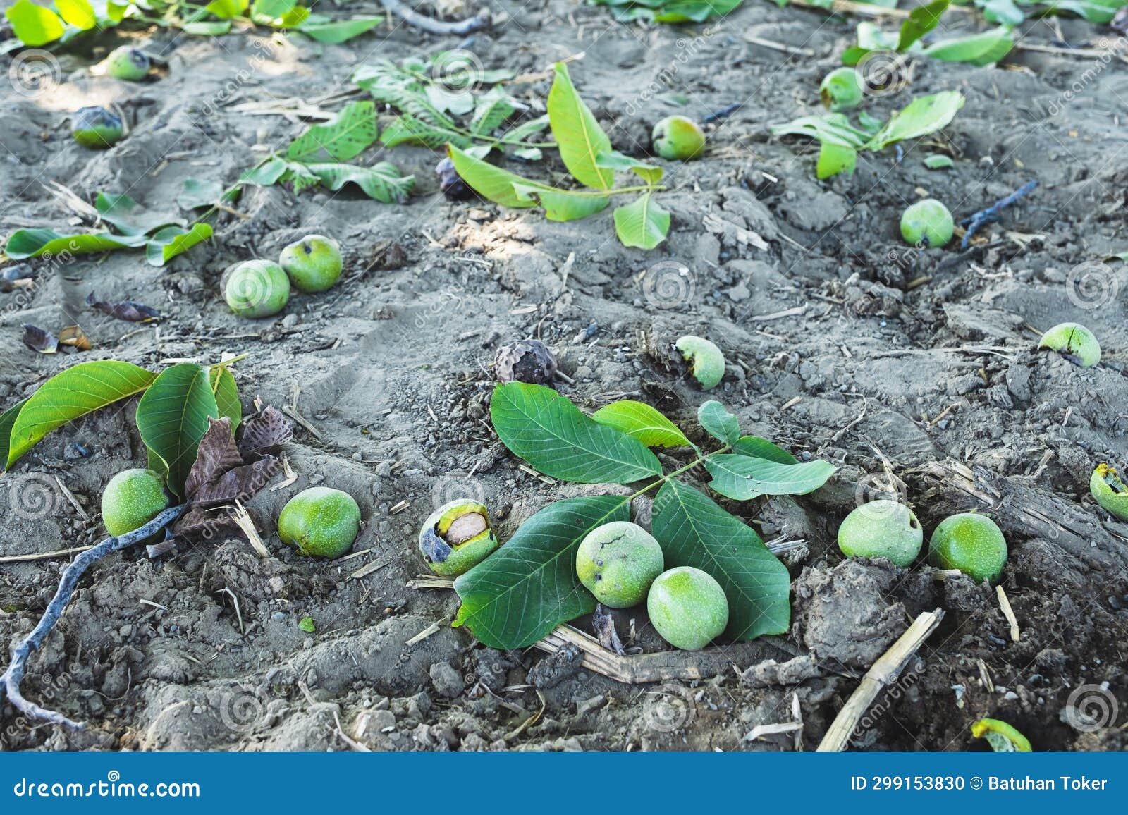 The Green-husked Walnuts Falling from the Tree during the Harvest Stock ...