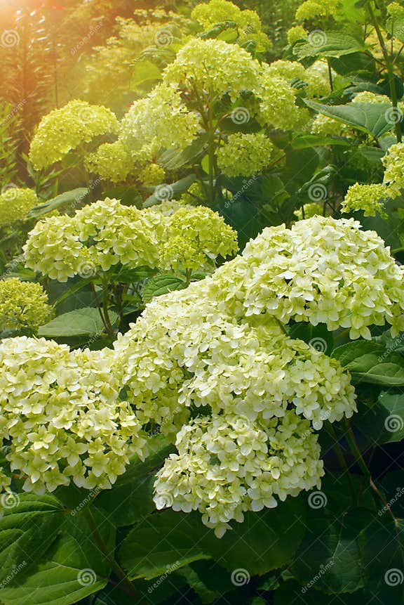 Green Hydrangea Hydrangea Macrophylla are Blooming in Spring and Summer ...