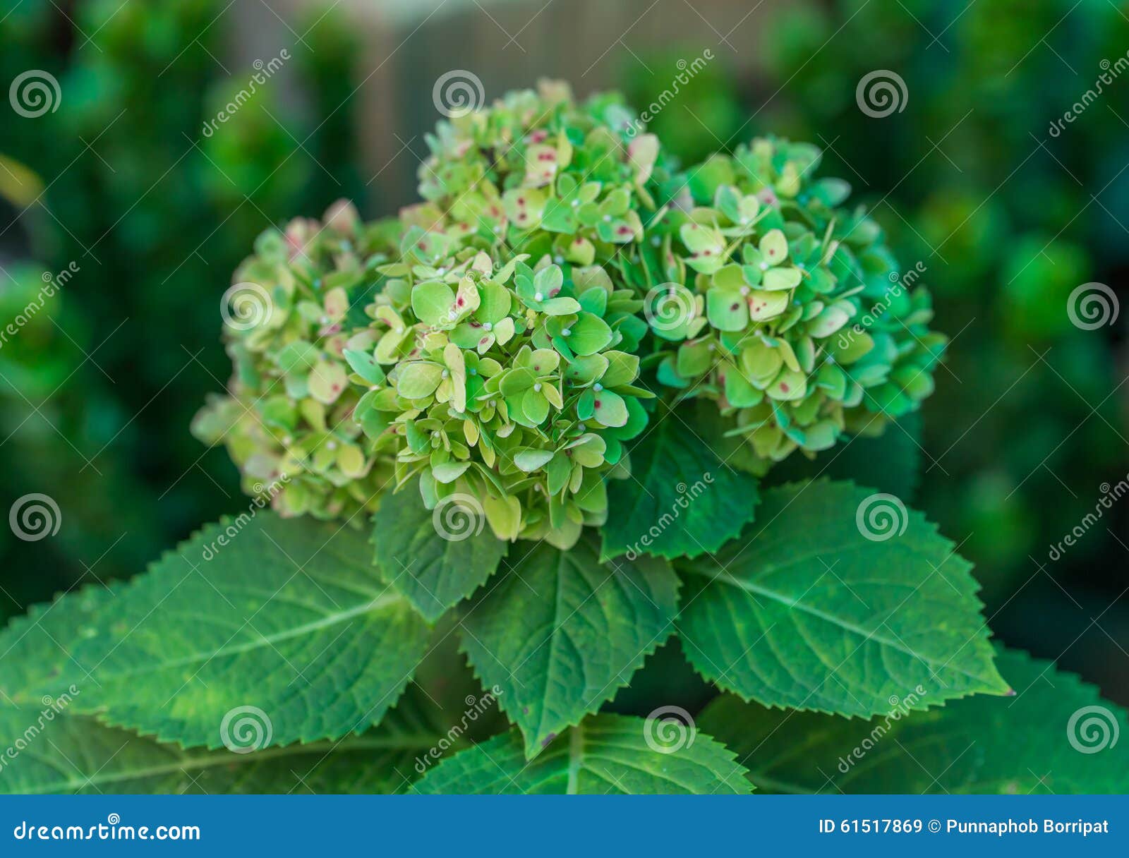 Green hydrangeas stock image. Image of flora, hydrangea - 61517869