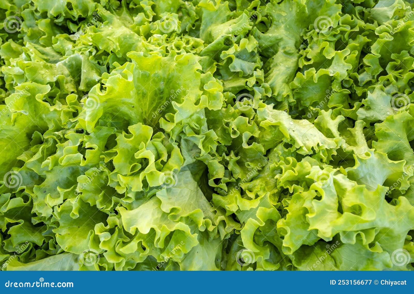 Hydroponic Lettuce Plant (scientific Name Is Lactuca Sativa Var ...