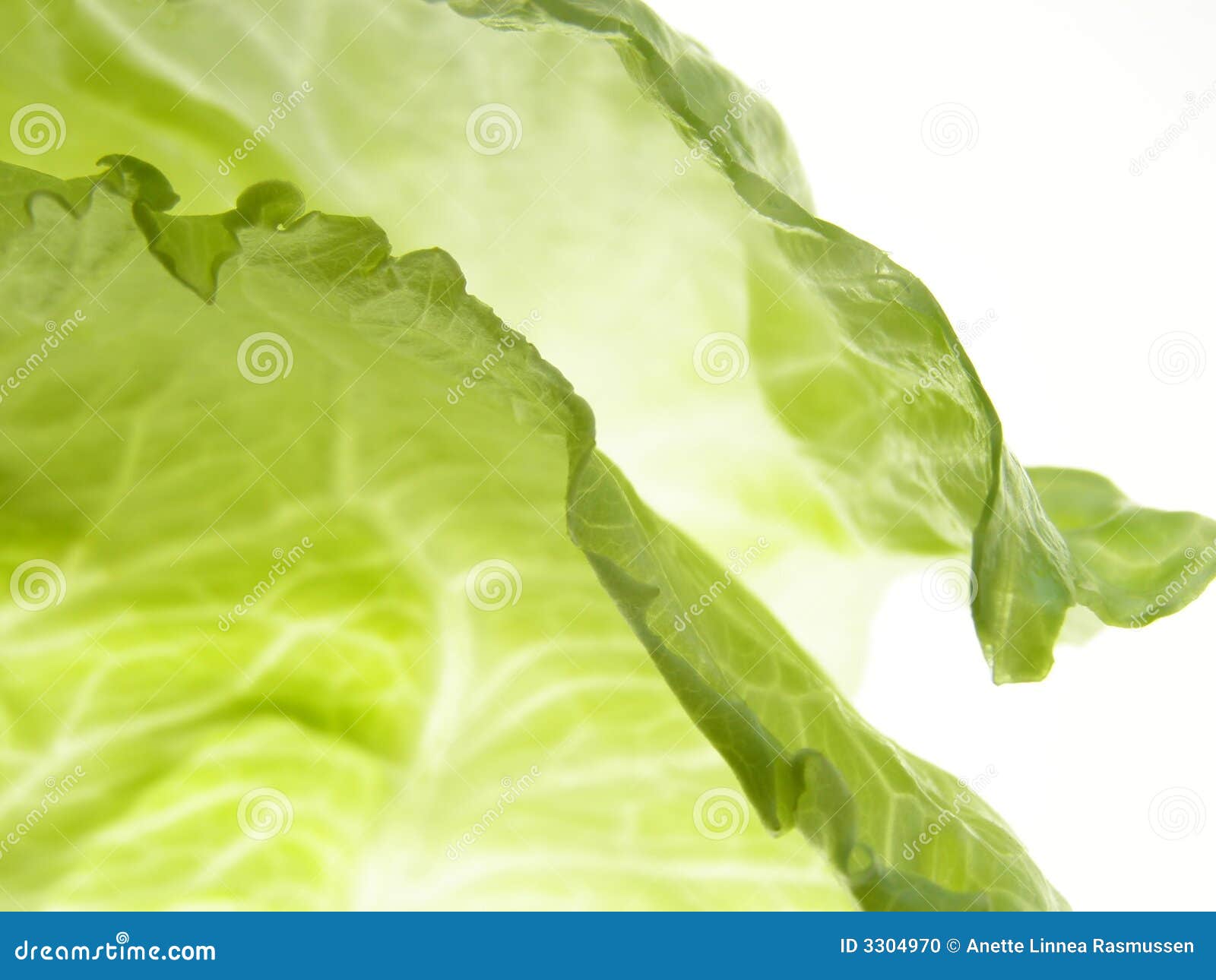 Green iceberg salad stock photo. Image of vitamin, ingredient - 3304970