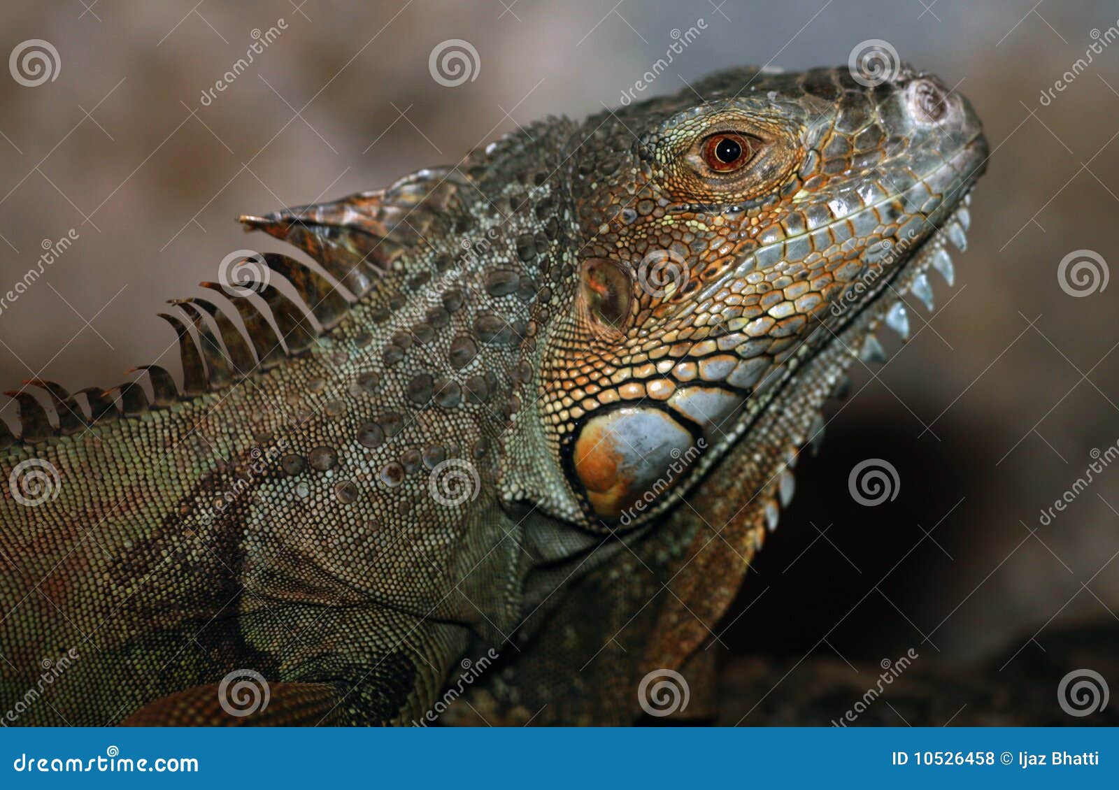 Green iguana stock photo. Image of iguana, costarica - 10526458