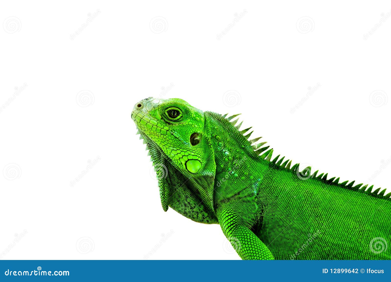 Green Iguana stock photo. Image of animal, tail, vegetarian - 12899642