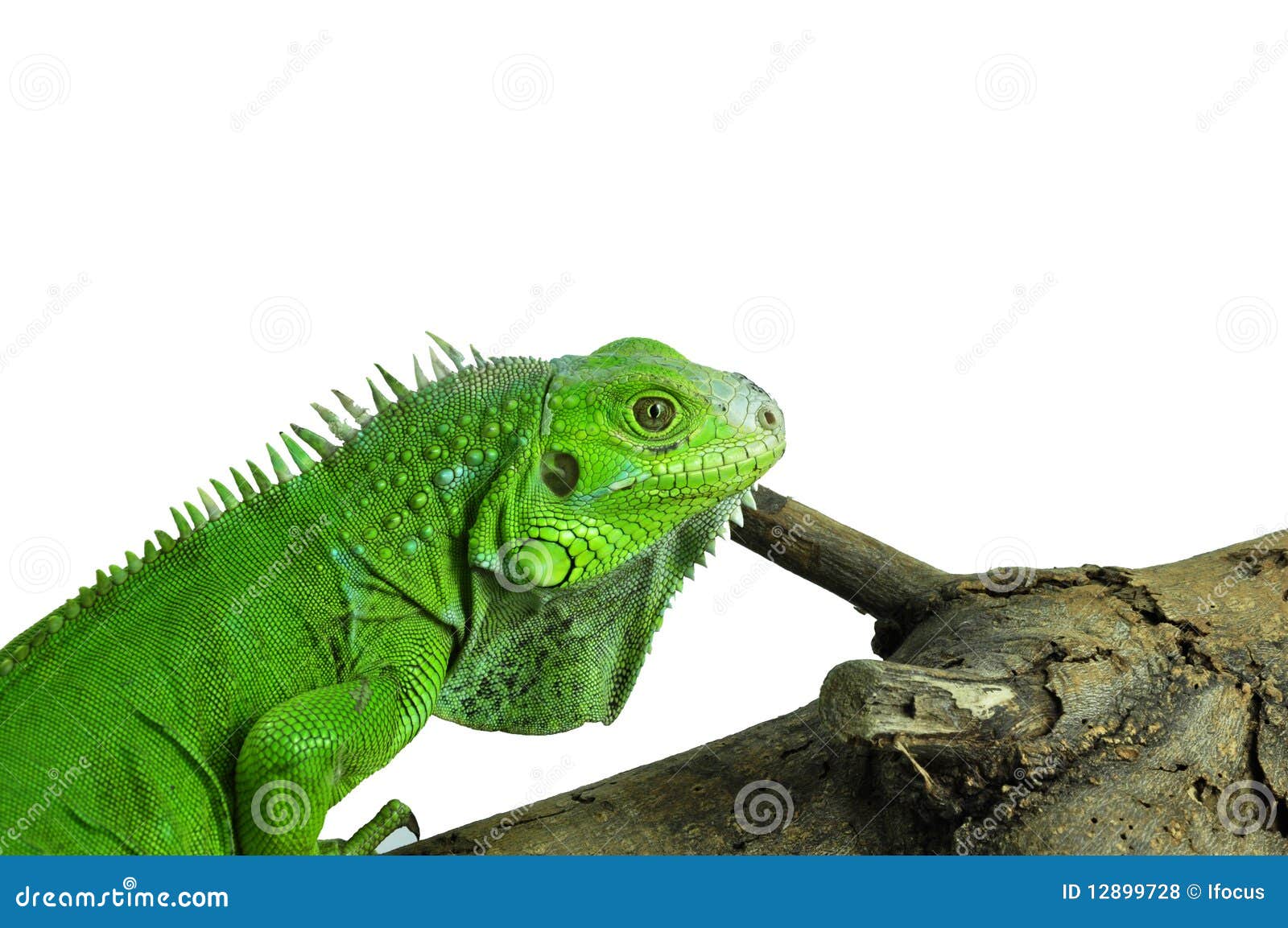 Green Iguana stock photo. Image of green, parietal, tropics - 12899728