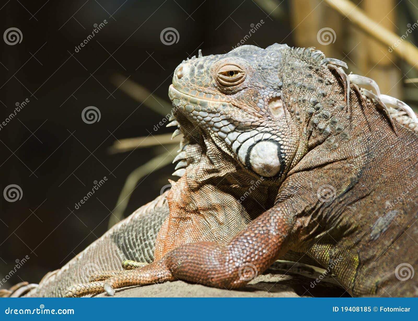 Green Iguana stock image. Image of teeth, dewlap, lizard - 19408185