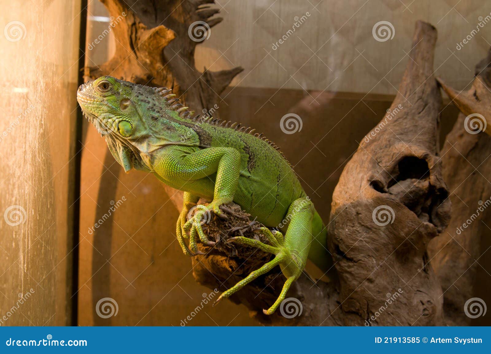 Green iguana stock image. Image of dragon, iguana, skin - 21913585
