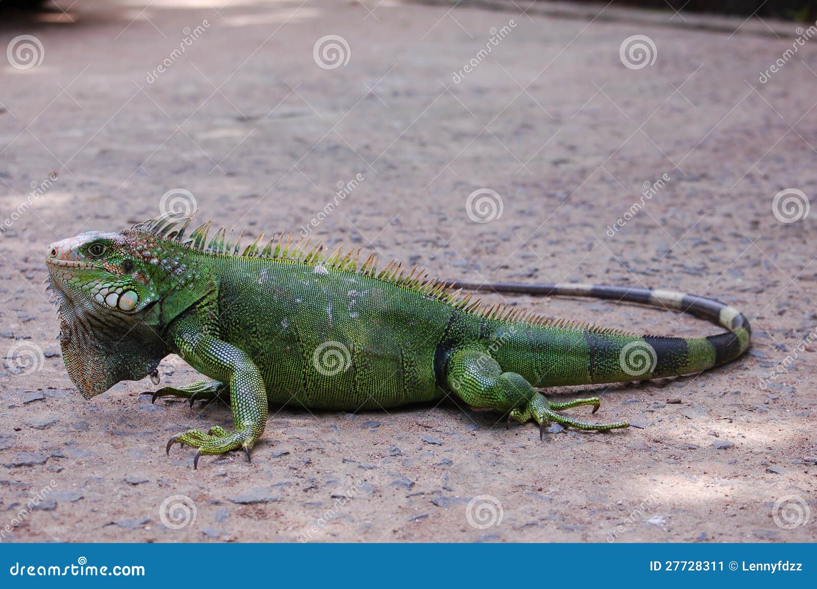 Green Iguana stock image. Image of herbivorous, male - 27728311